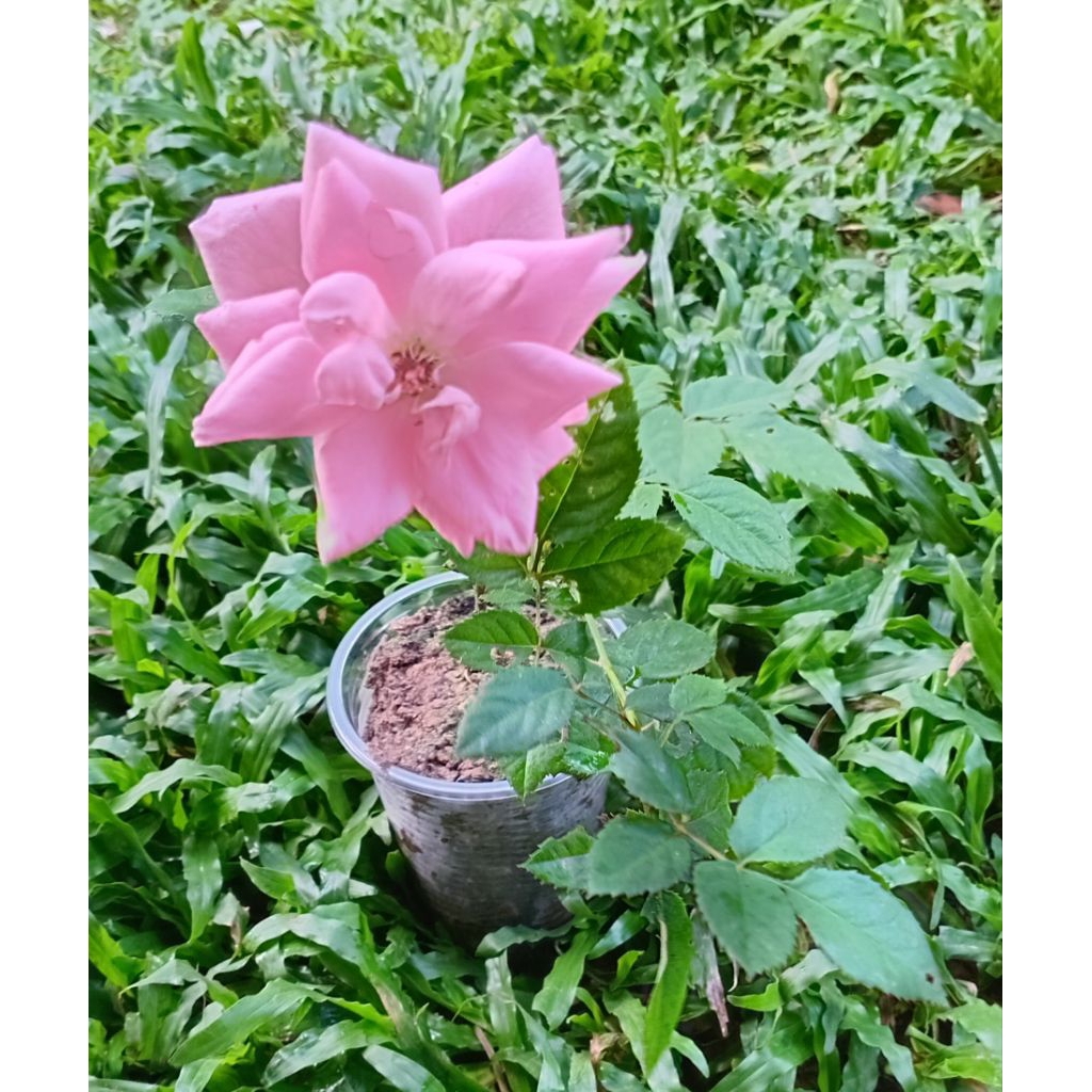 Anak Pokok Bunga Rose Seperti Dalam Gambar | Shopee Malaysia