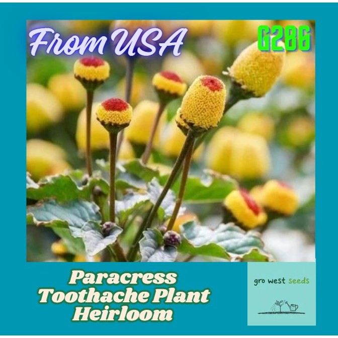 Non-GMO Rare Seeds From USA - Paracress, Toothache Plant Heirloom Seeds ...