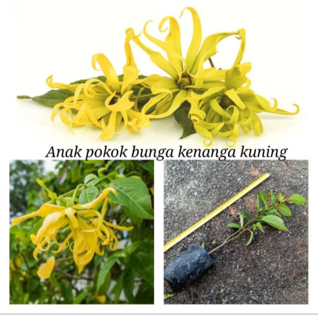 🔥🌳anak pokok bunga kenanga kuning wangi | Shopee Malaysia