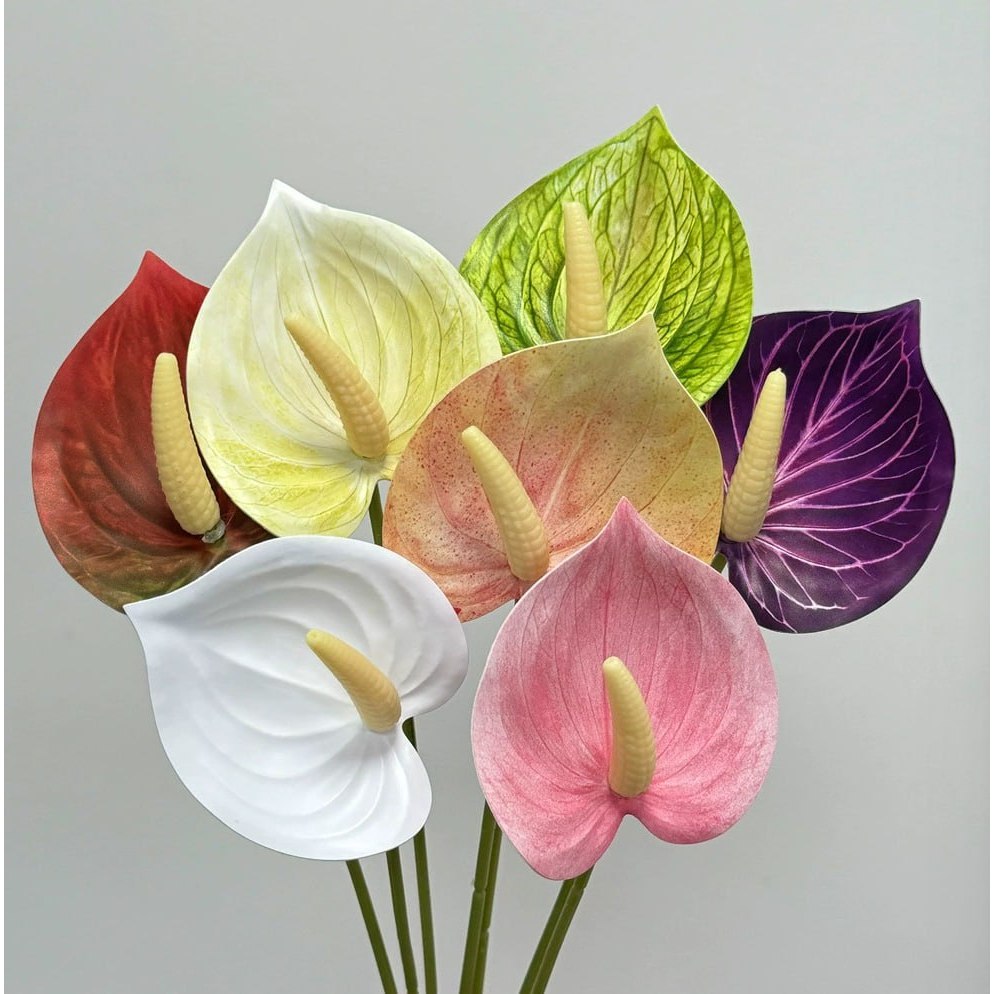 Mini Anthurium 3 pcs per set and mini green keladi 3 pcs per set ...