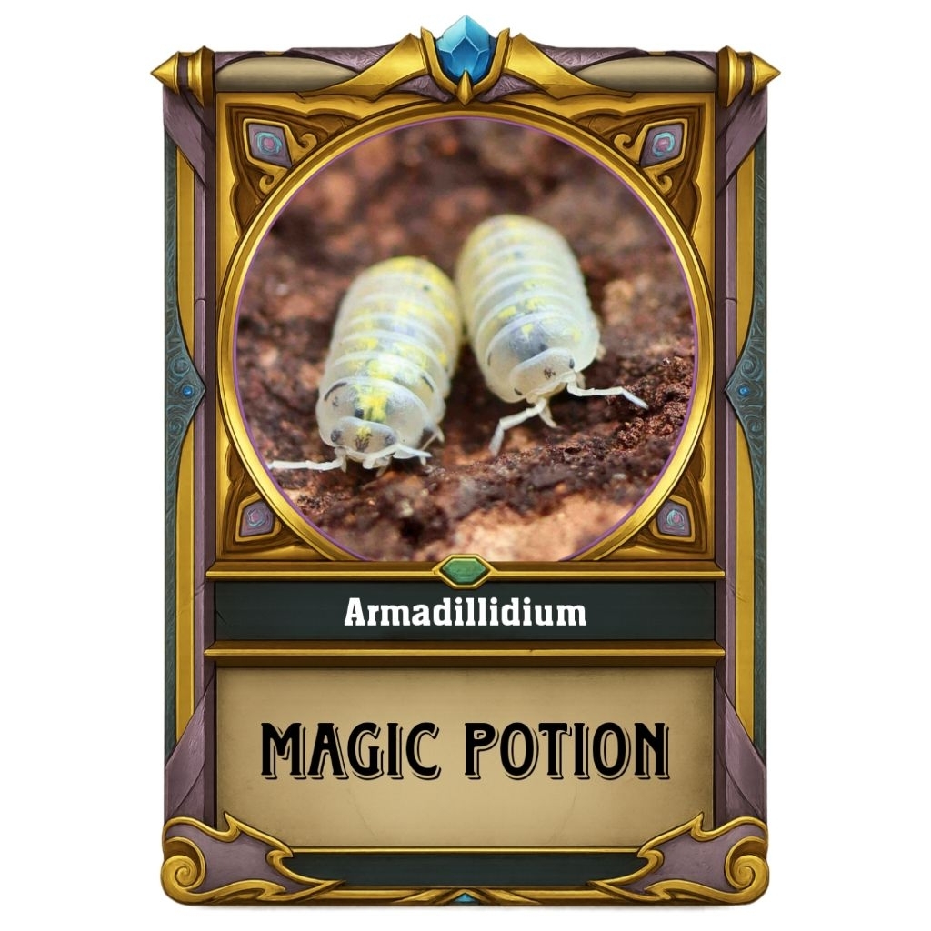 Collectable Isopod Card - Armadillidium Magic Potion | Shopee Malaysia