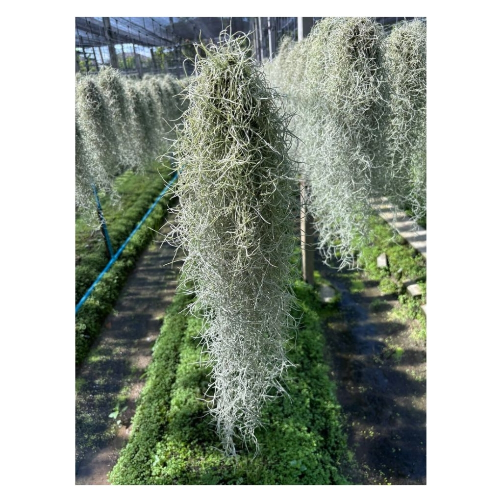 TILLANDSIA USNEOIDES SPANISH MOSS AIRPLANT JANGGUT ADAM | Shopee Malaysia