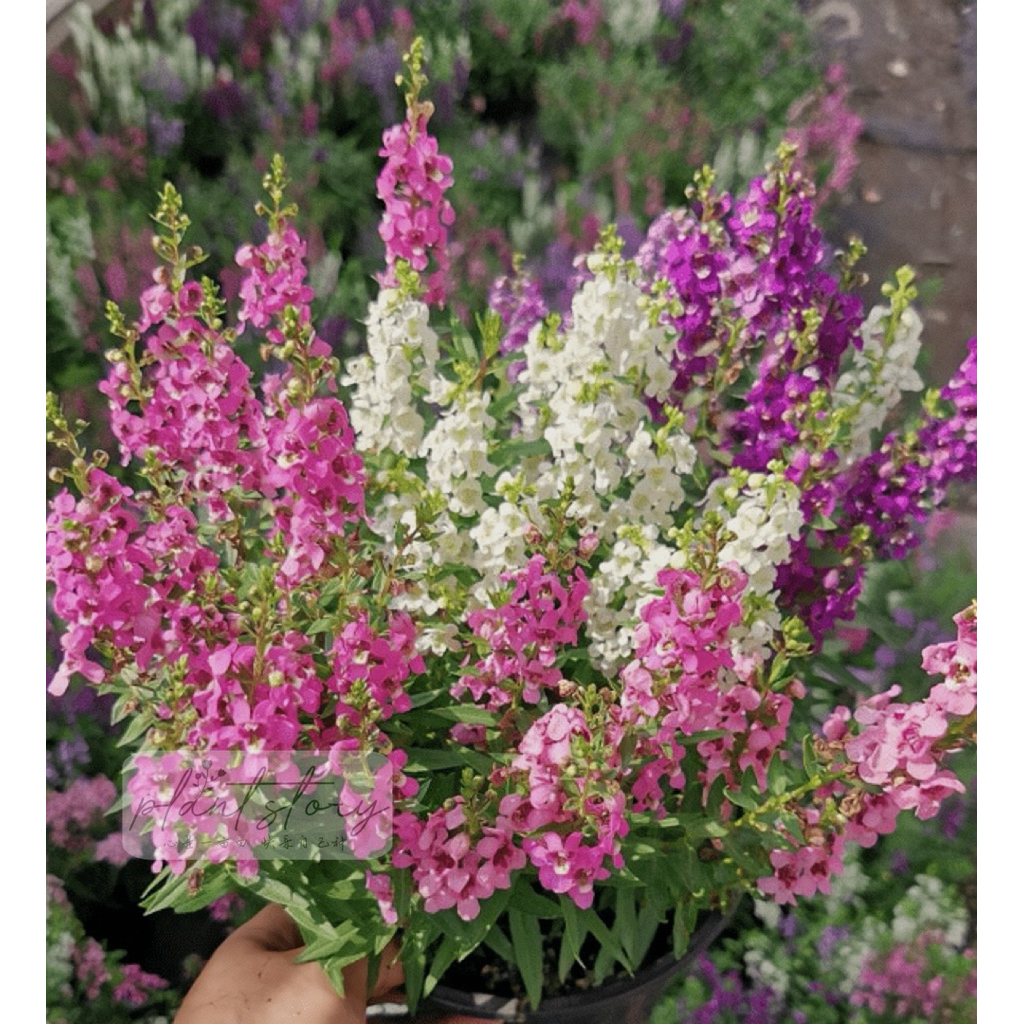 🌸ANGELONIA 🌸天使花🌸Pokok Bunga Satay 🌸香雀花🌸Bunga Sate 🌸Pokok tahan panas🌸 ...