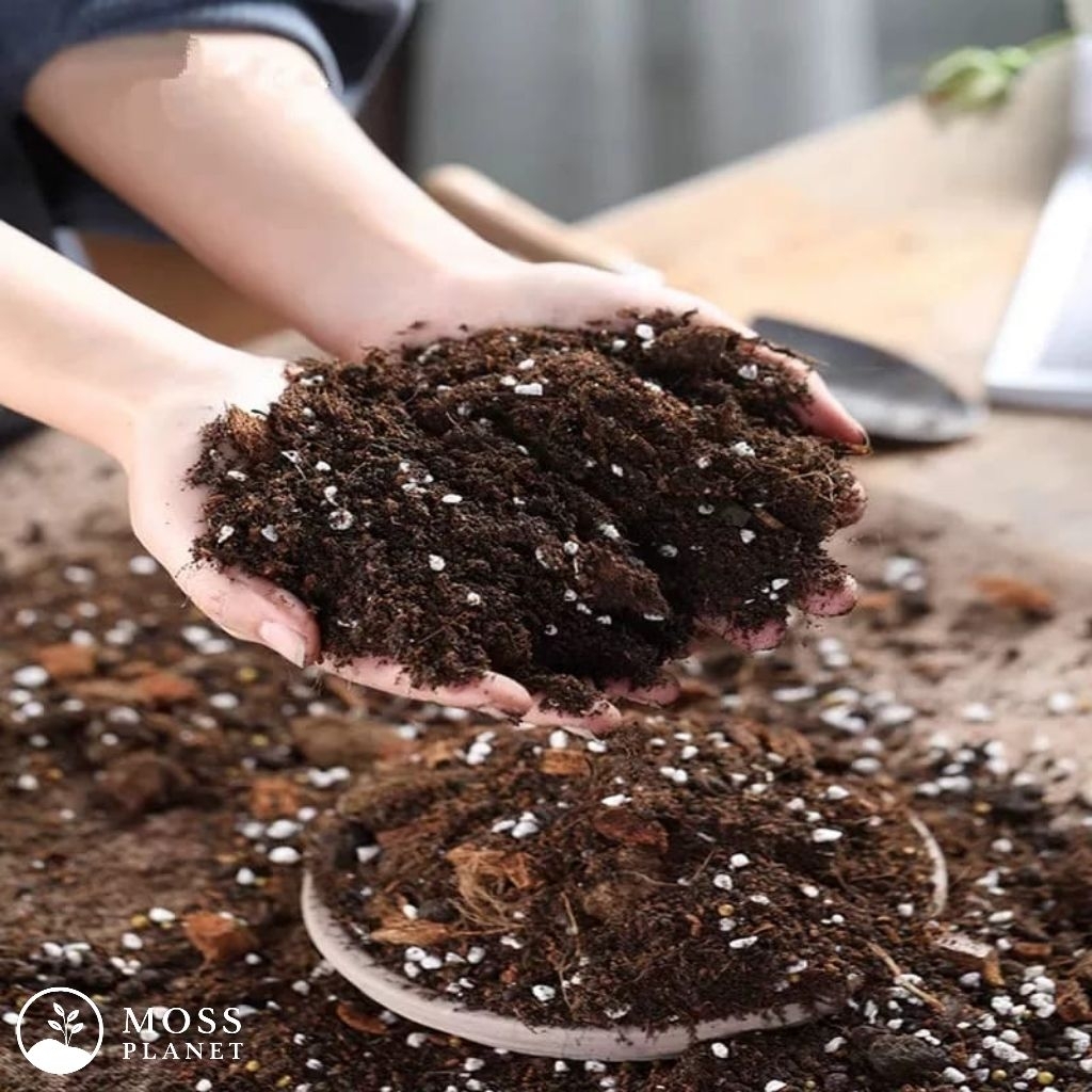 🔥Peat moss soil 泥炭土🔥 Succulent soil/ Seedling/ Tanah Semaian/ Terrarium ...