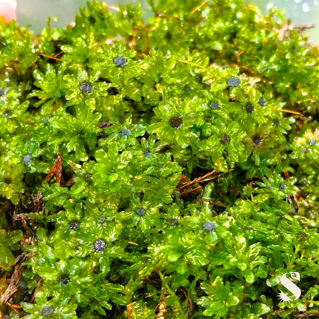 Rare Moss🔥 Plagionium Ciliare Moss, Moss With Flower, Terrarium ...