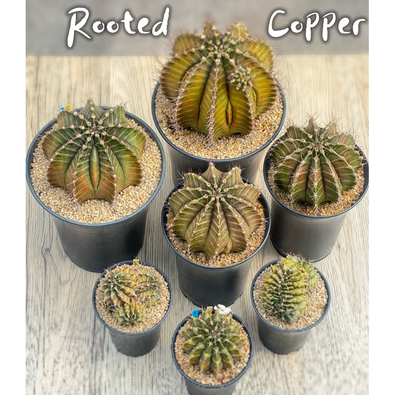 GYMNOCALYCIUM ID COPPER CACTUS WITH SCAR (OFFSETS FROM LANDED MOTHER ...