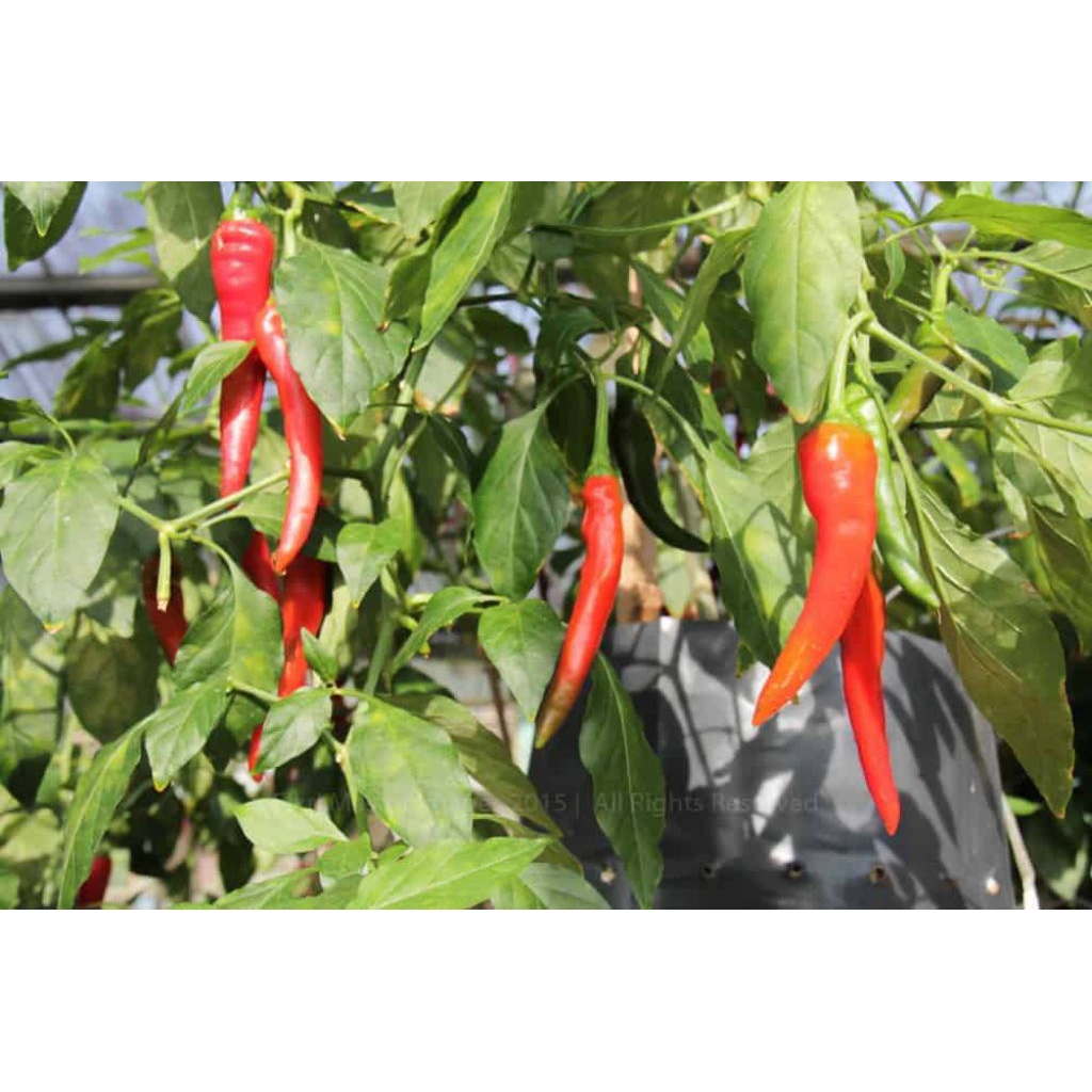 Pokok Cili Besar Dlm Polybag(Anak Pokok) | Shopee Malaysia