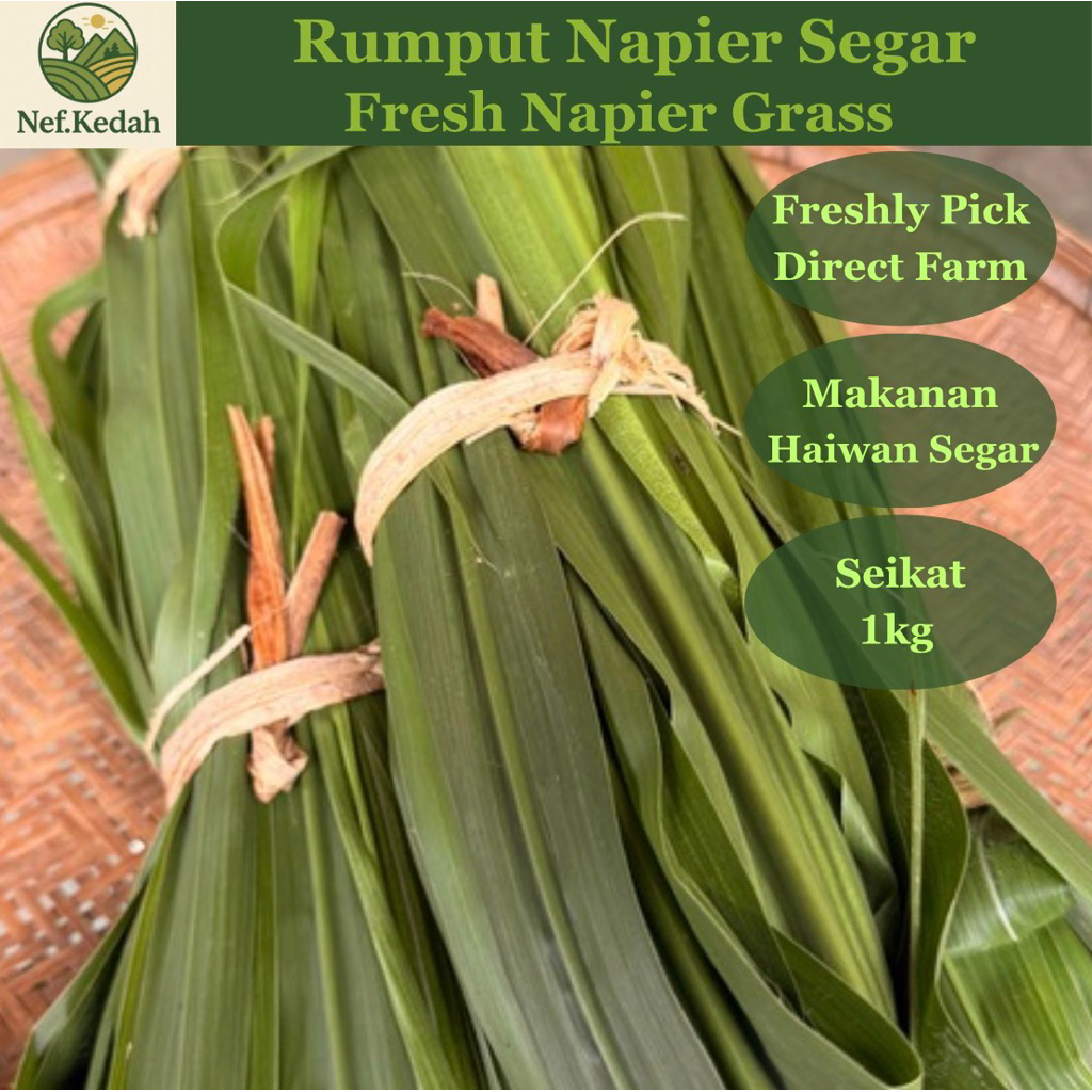 Rumput Napier Segar 1kg/ Fresh Napier Grass 1kg / Makanan Kambing Lembu ...
