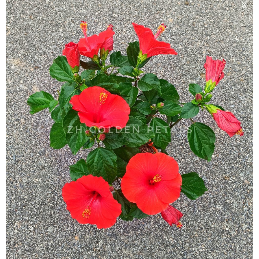 ZH GOLDEN PETALS - DENMARK HIBISCUS / BUNGA RAYA DENMARK | Shopee Malaysia