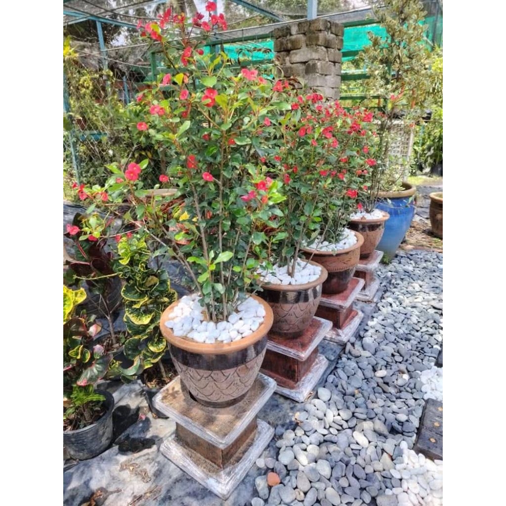 POKOK MAHKOTA PUTERI 2 KAKI/POKOK ASTRO/POKOK MAK DATIN | Shopee Malaysia