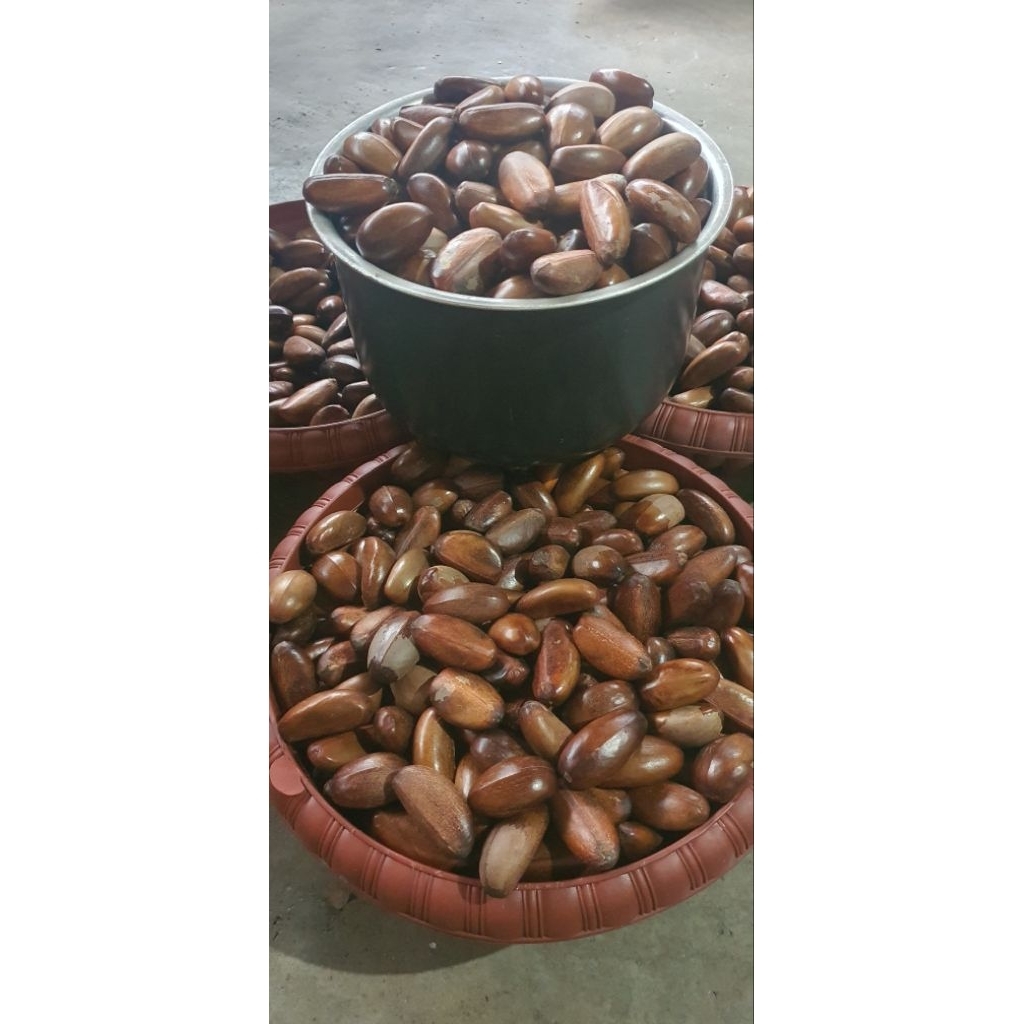 Buah Perah Mentah Gred A Original Pahang | Shopee Malaysia