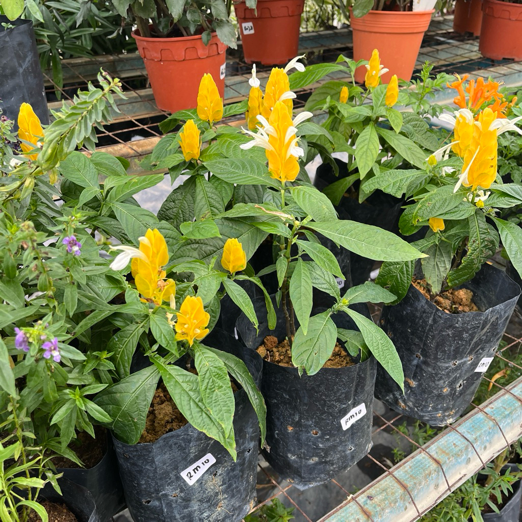 Pokok Bunga Jagung / Pachystachys Lutea / Real Live Plant / Pokok ...