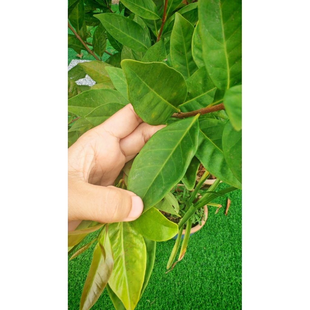 PROMOSI! 40 Helai Daun Salam Segar Bay Leaf Segar | Shopee Malaysia