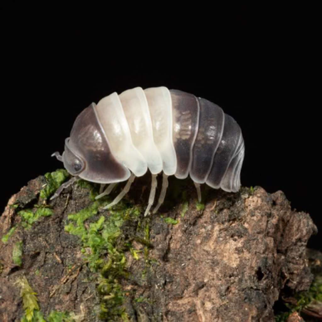Isopod-Cubaris panda king isopod | Shopee Malaysia