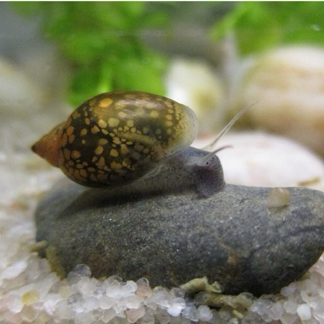Acute Bladder Snail (Physella acuta). Aquarium tank active cleaner ...