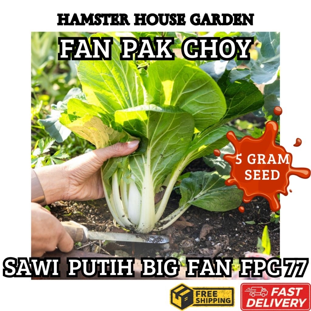 HSK SAWI PUTIH BESAR BIG FAN PAK CHOY FPC 77 SEED / BIJI BENIH SAYUR ...