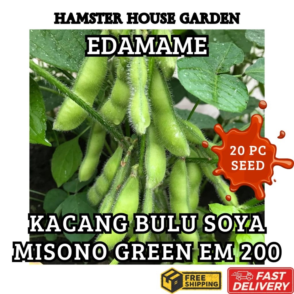 HSK [20pc] BIJI BENIH EDAMAME MISONO GREEN EM 200 SEED KACANG SOYA BULU ...
