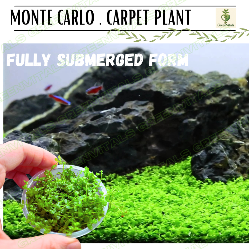 Monte Carlo MC Micranthemum Aquarium Plant Aqua Easy Grow Submerged ...