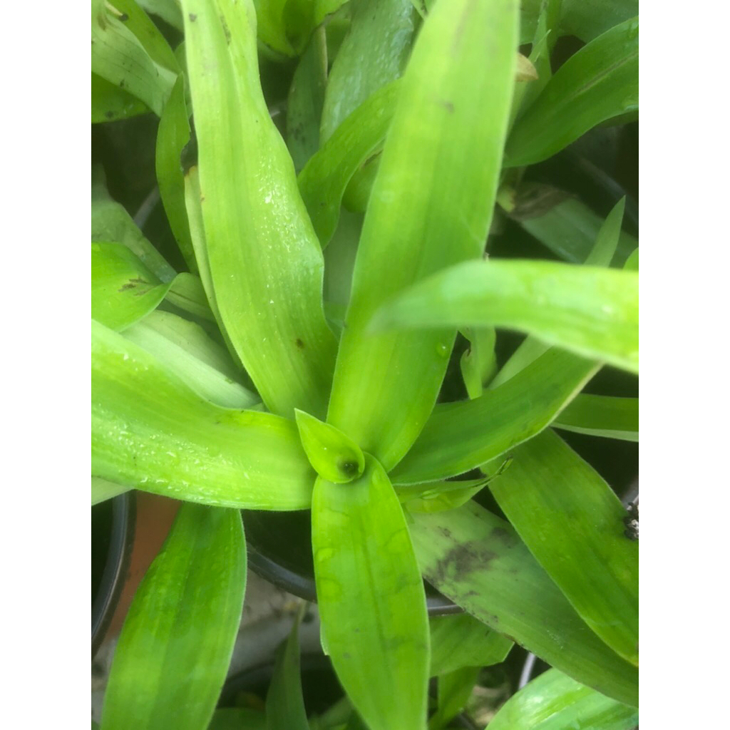 Pokok rumput beijing / rumput siti khadijah | Shopee Malaysia