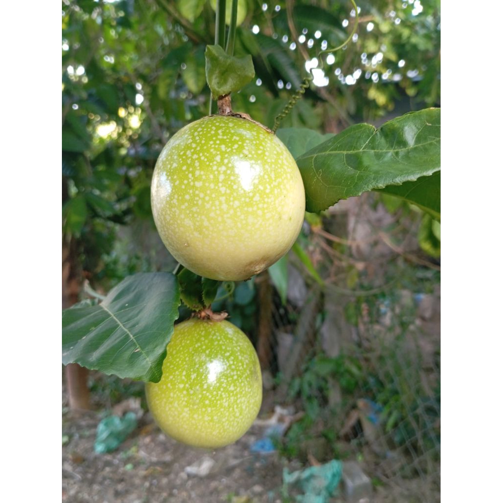 ANAK POKOK MARKISA KUNING /YELLOW PASSION FRUIT 🌿 | Shopee Malaysia