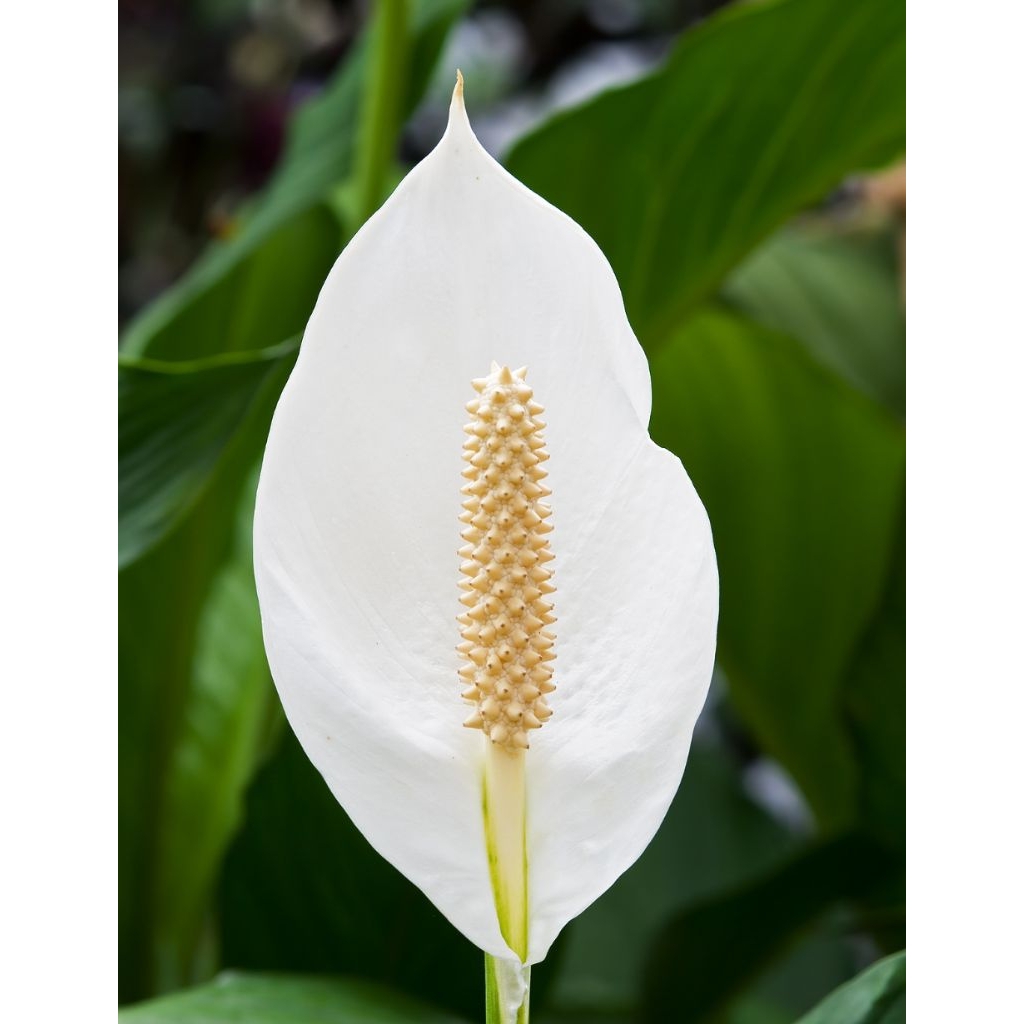 🌷 INDOOR 🌷 PEACE LILY 2FT/Spathiphyllum/REAL LIVE PLANTS | Shopee Malaysia
