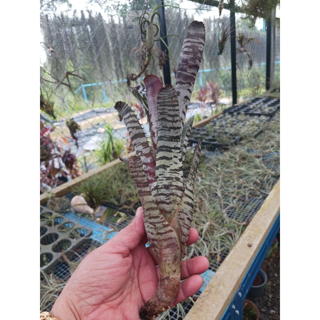 plant-bromeliad chantini(m) | Shopee Malaysia