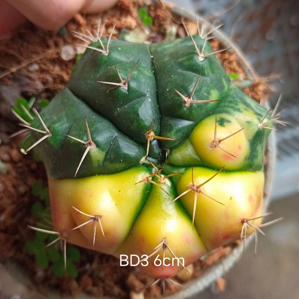MEDIUM BIG DAMSII VARIEGATED CACTUS (OFFSETS WILL FALL DURING PACKAGING ...
