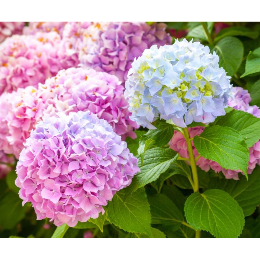 Bunga Hydrangea(Ada Bungaa) | Shopee Malaysia