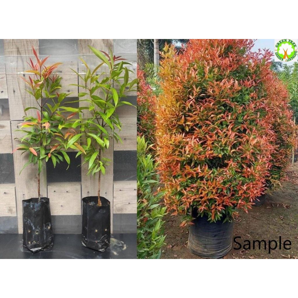 Pokok Kelat Paya(Anak Pokok) | Shopee Malaysia
