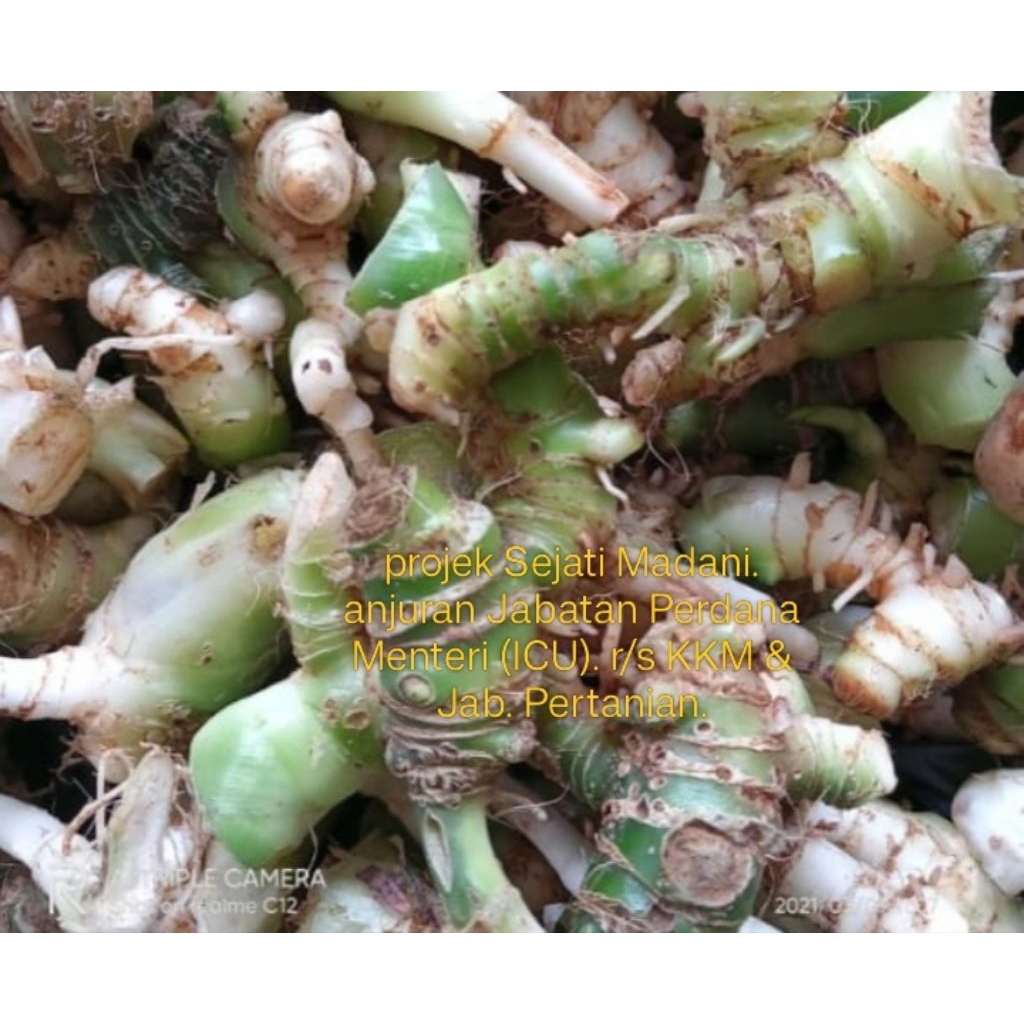 keladi Tikus Convithera Original. projek Sejati Madani. (ICU& r ...