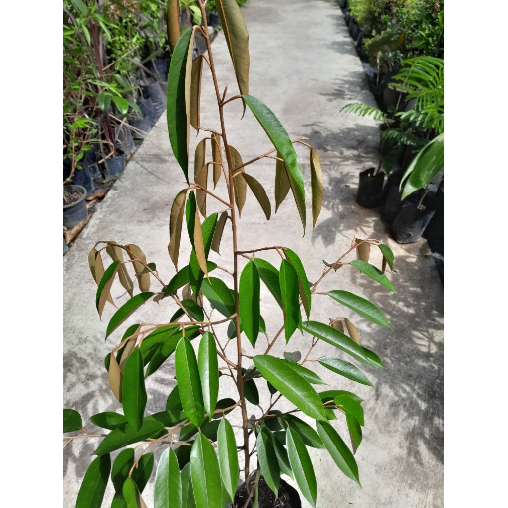 Pokok Durian IOI / Masmuar Kahwin (Besar) | Shopee Malaysia