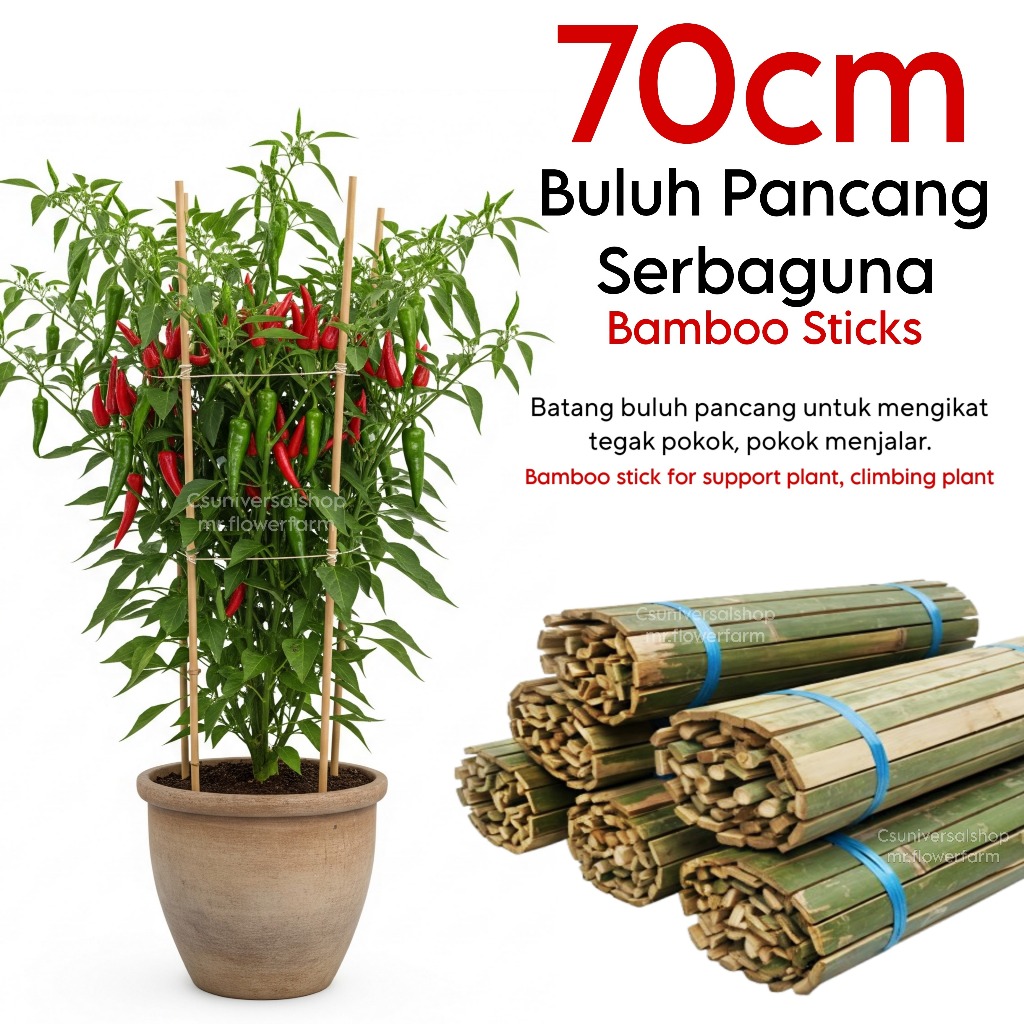 70cm Buluh pancang Bamboo Stick Stacking plants 竹子 | Shopee Malaysia