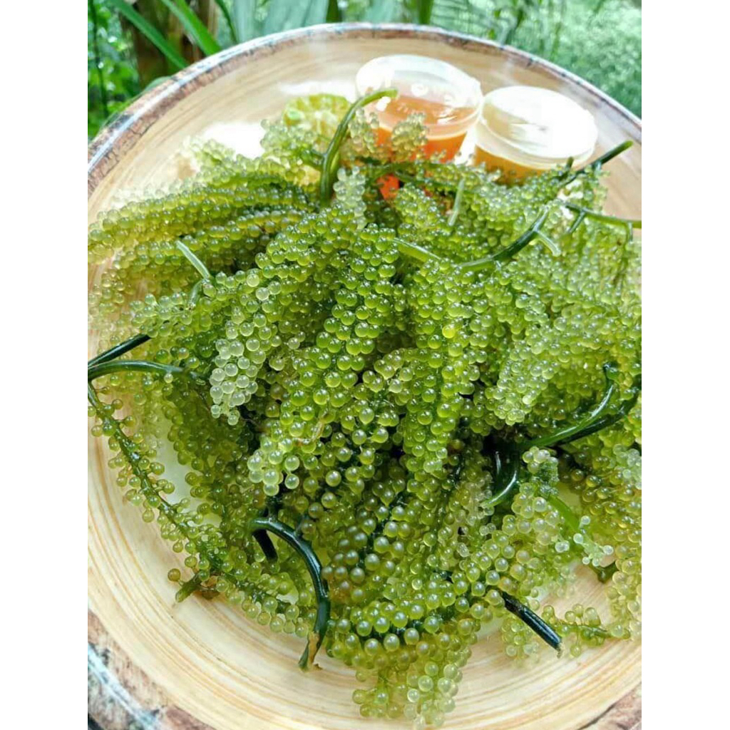 LATOK PREMIUM FRESH(60g) | Shopee Malaysia