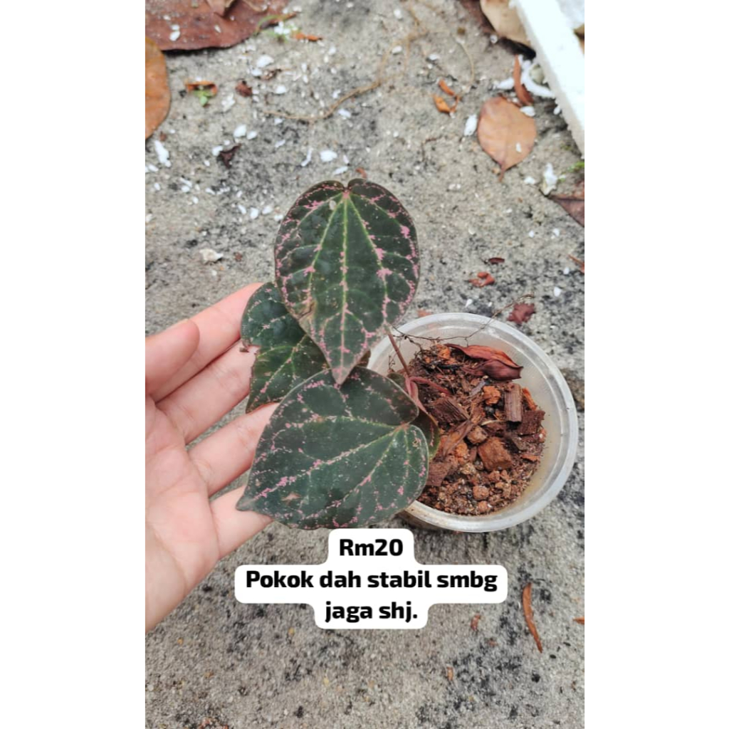 Sirih Harimau Piper porhyrophyllum Juga di Kenali Sirih Merah / Sirih ...