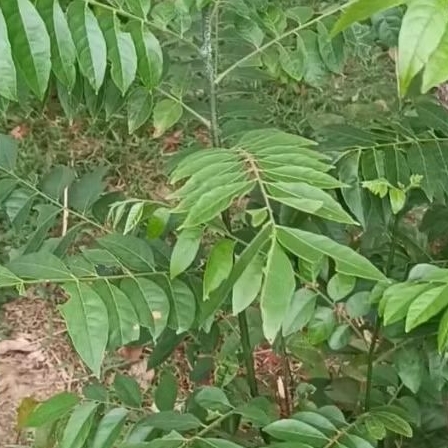 pokok cemumar ulam herba | Shopee Malaysia