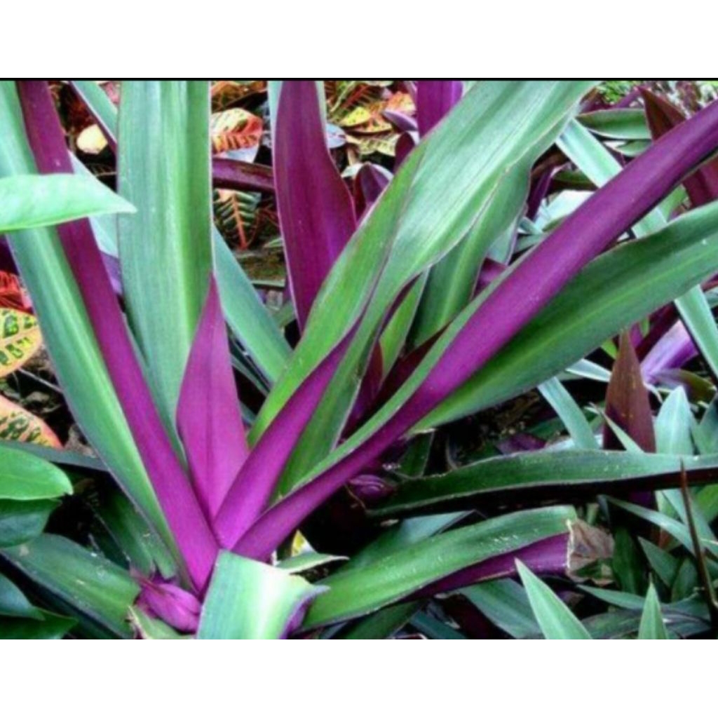 ( BUY 1 FREE 1) Tradescantia spathacea/ Rhoeo discolor (dwarf) 紫背万年青 ...