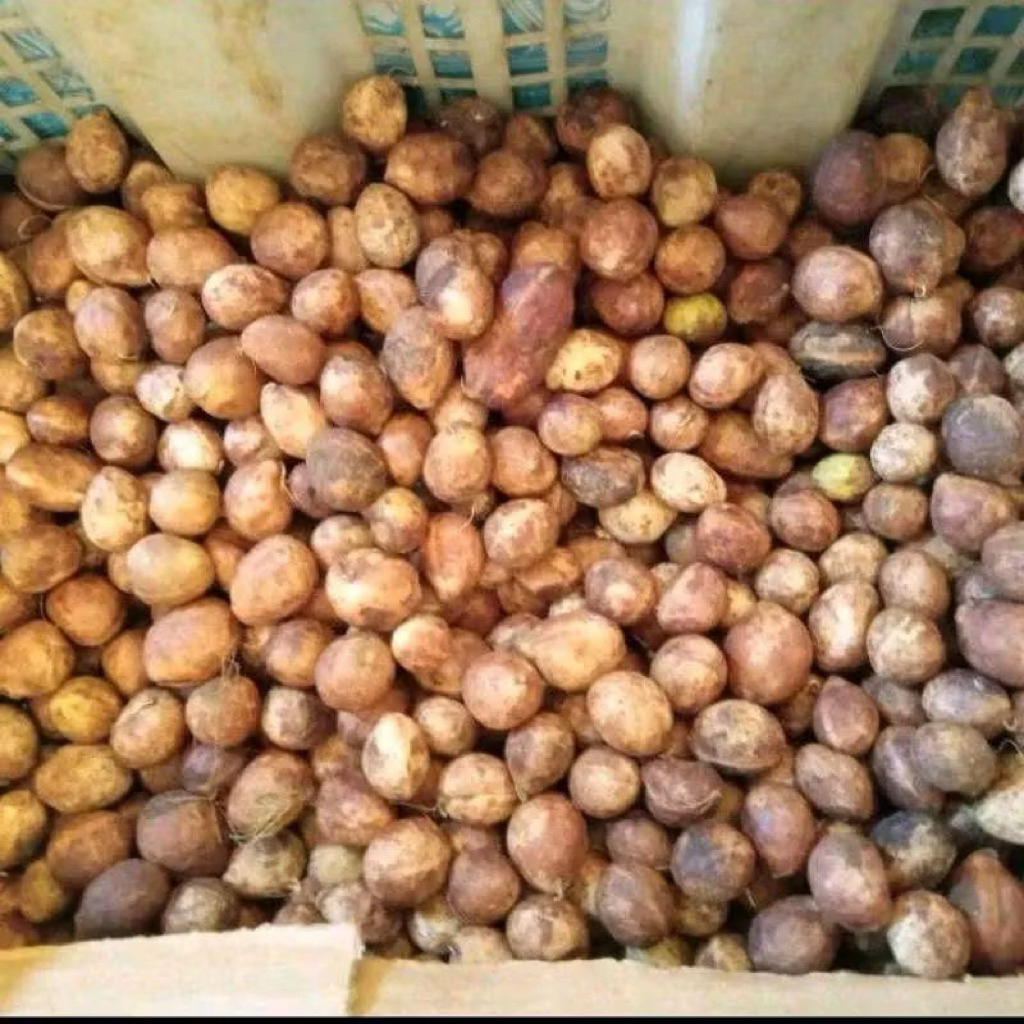 1KG KACANG POOL @ KACANG POI MENTAH | Shopee Malaysia