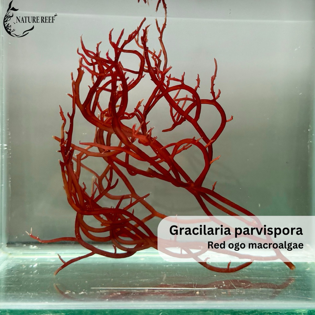 Red ogo Gracilaria sp. – Red Macroalgae | Cultivated Macroalgae, Clean ...