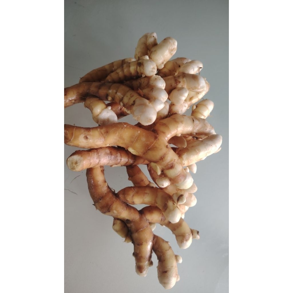 FRESH RHIZOME TEMU MANGGA/TEMU PAUH 500gm | Shopee Malaysia