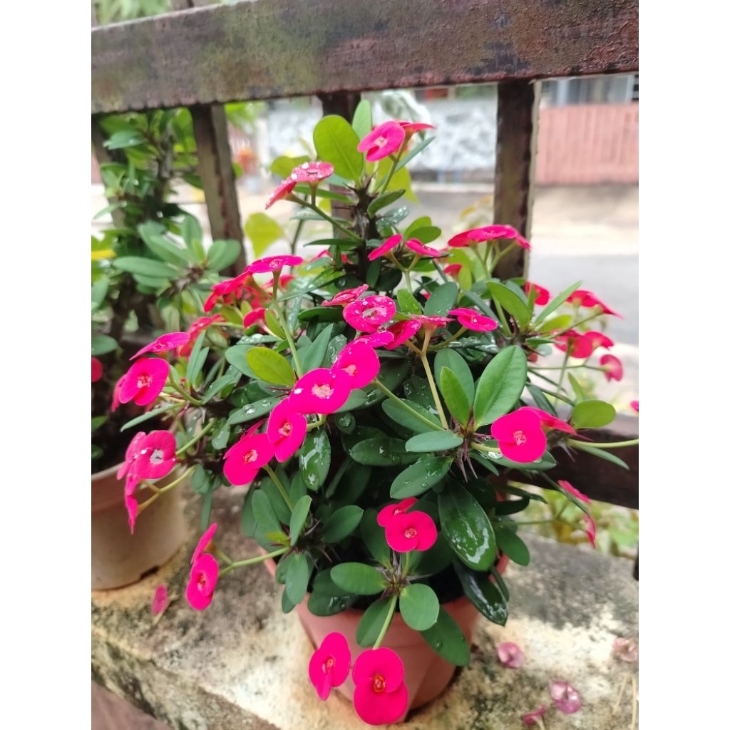 pokok bunga mahkota duri | Shopee Malaysia