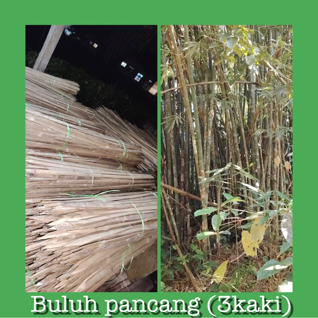 Buluh pancang 25 batang (3kaki) | Shopee Malaysia