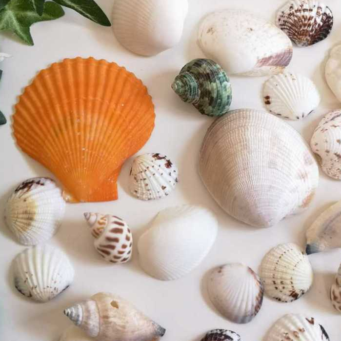 Assorted Natural Mix Seashell Small Conch Shell | Shopee Malaysia