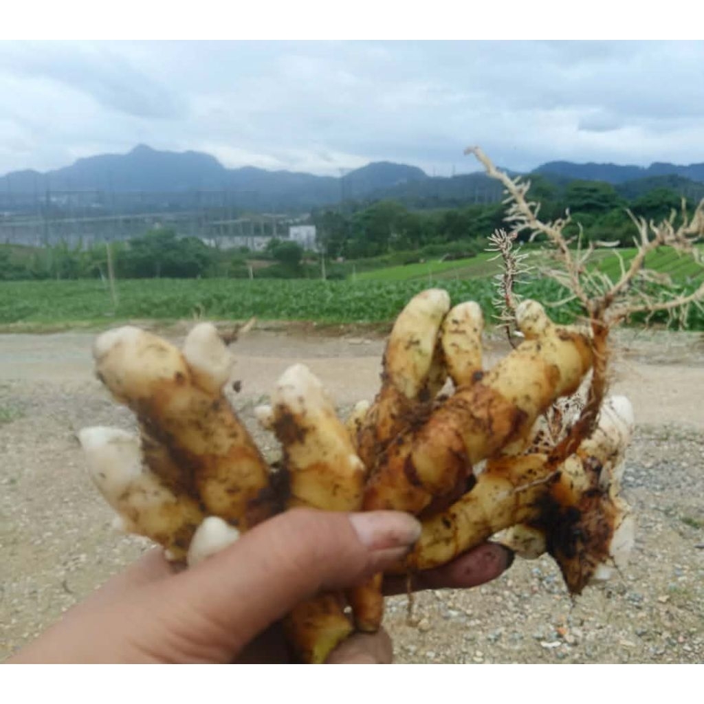 Temu Pauh/Temu Mangga/Temu Lawak Fresh dari Ladang | Shopee Malaysia