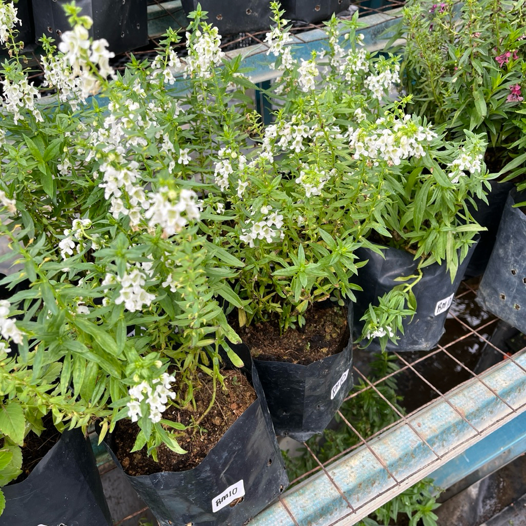 Pokok Sate / Pokok Bunga / Pokok Outdoor | Shopee Malaysia