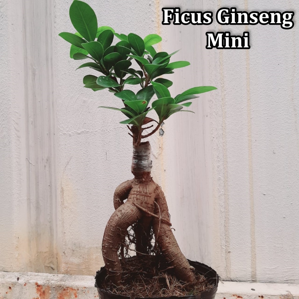 LUSHECO - Ficus Ginseng Mini Bonsai Pokok Bonsai Pokok Indoor Terrarium ...
