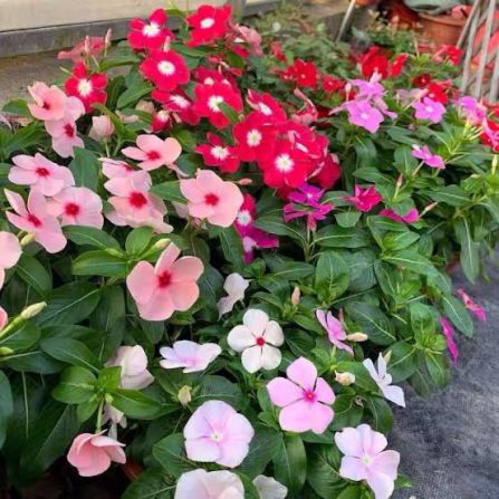 Pokok Bunga Vinca Random Colour | Shopee Malaysia