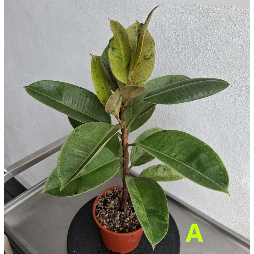 Ficus Elastica Shivereana - Moraceae Live Indoor Plant Pokok Tanaman ...