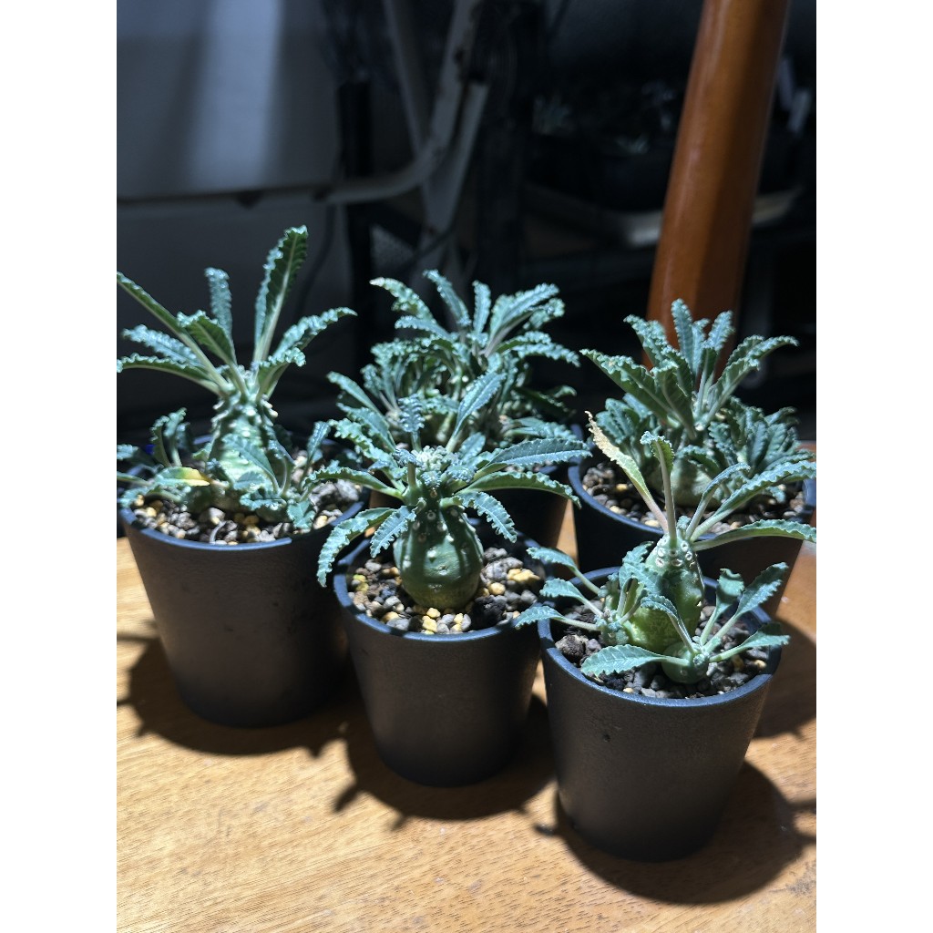 Dorstenia Lavrani 椰子琉桑 | Rare Succulent | Caudex Plant | Collector ...