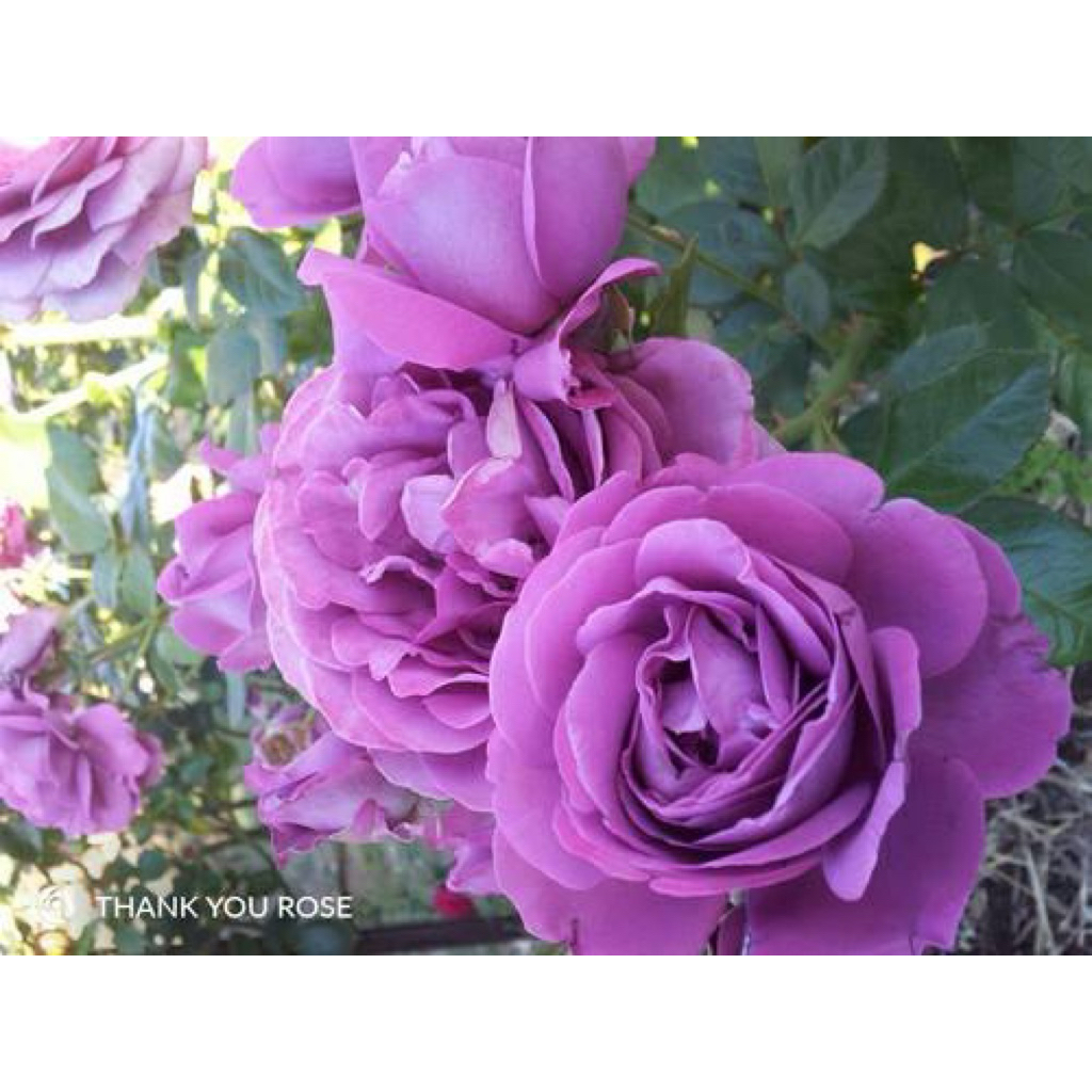 OWNROOT ROSE PURPLE/LAVENDER (pokok bunga ros warna purple/lavender dan ...