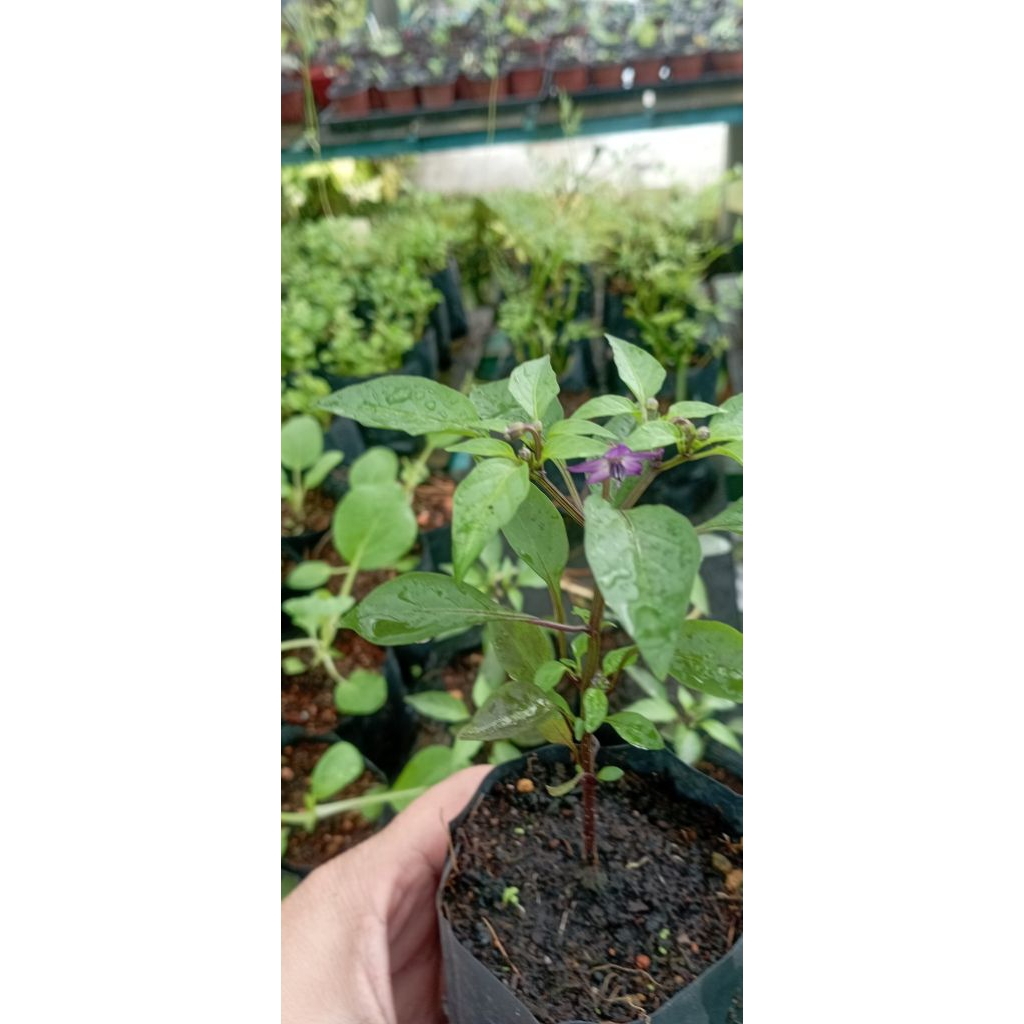 Anak Pokok Cili Api Purple ( 1(satu) pokok sudah berbunga dalam polibeg ...